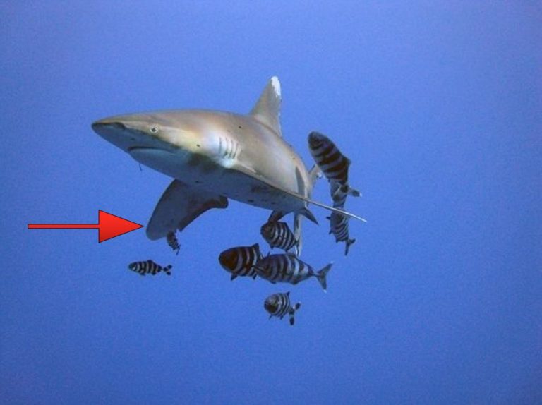 The meaning of pectoral fin position part I • Stop Finning Deutschland e.V.